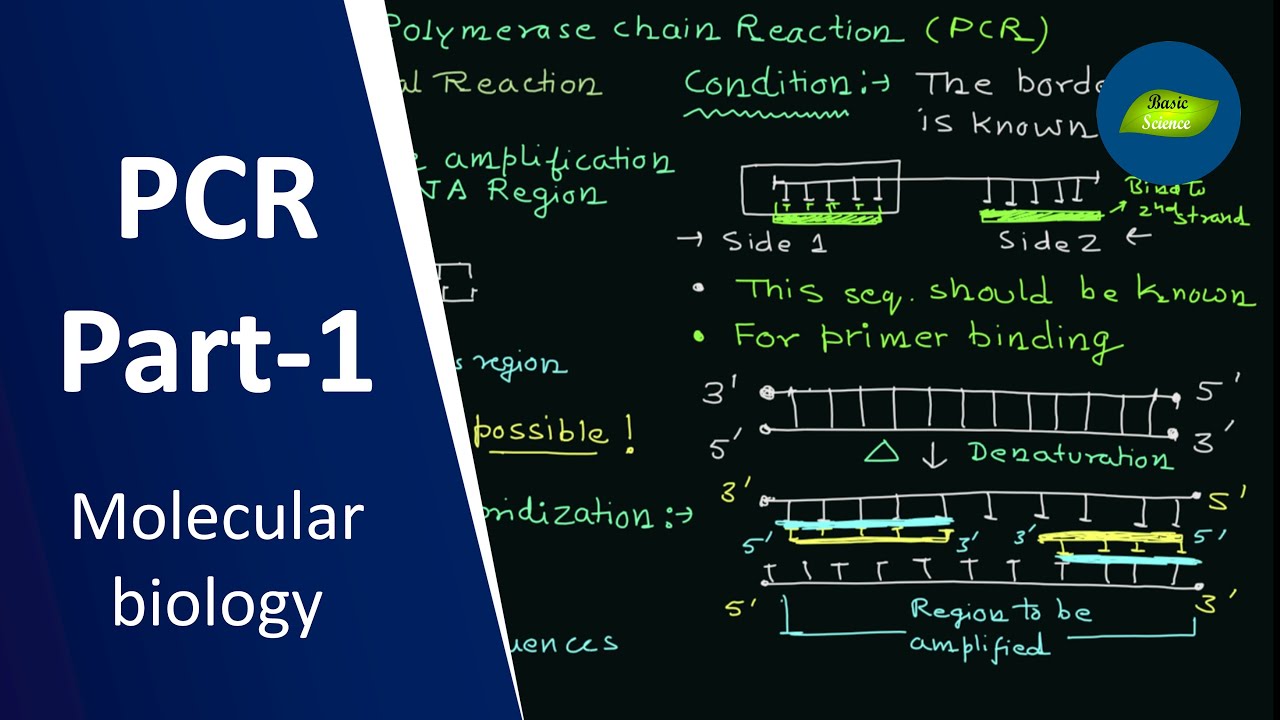 PCR Part-1 | Polymerase Chain Reaction | Primer Concept | Molecular ...