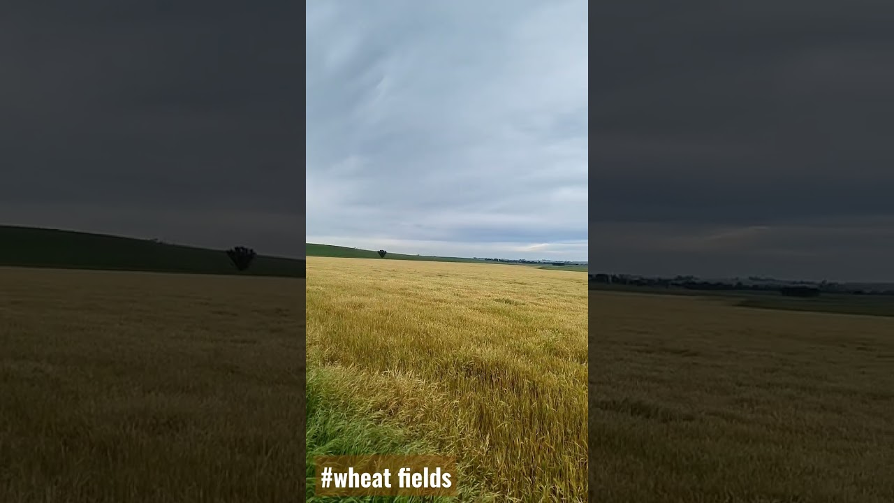 #wheatfields #roadtrip - YouTube