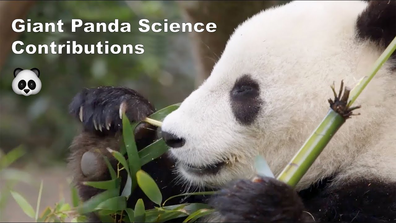 Giant Panda Science Contributions - YouTube