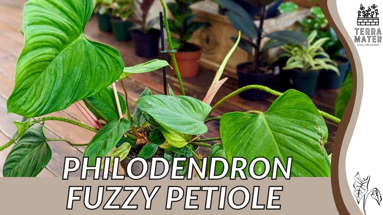 PHILODENDRON FUZZY PETIOLE Information, Description & More ...