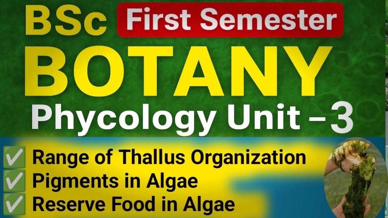 BSc First Semester Botany Unit 3 | Phycology (Algae) - YouTube