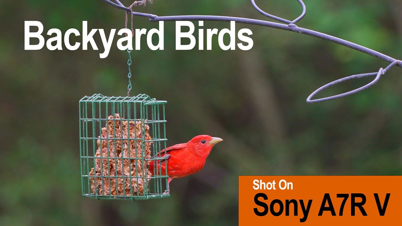 Backyard Birds - Shot on Sony A7R V - YouTube