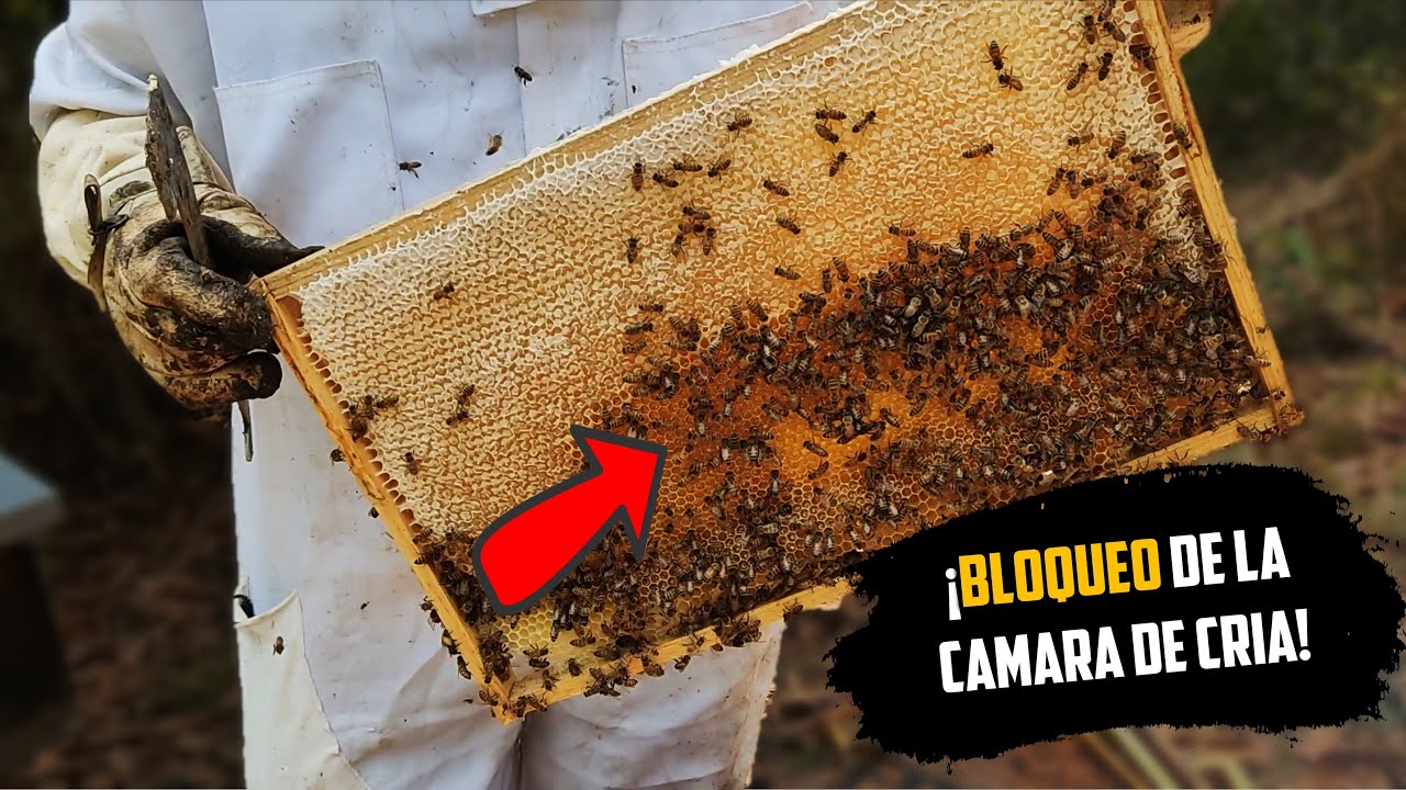 Por esta Razon las Abejas no Meten Miel en el Alza - YouTube