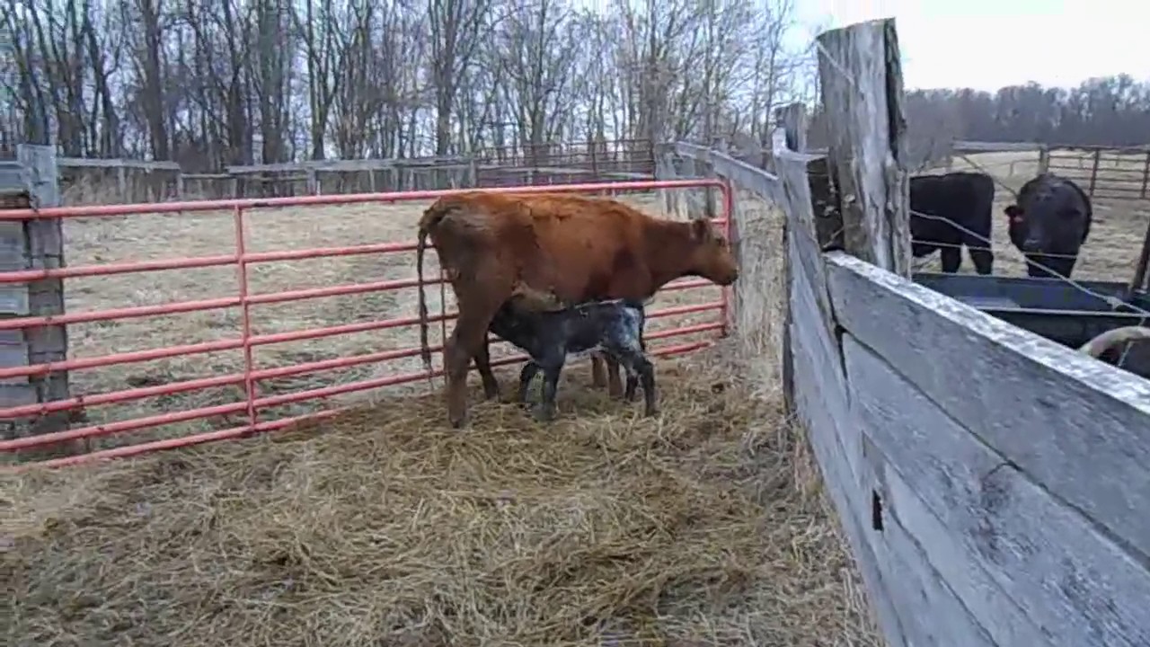 Cow Has Troubles After Giving Birth - YouTube