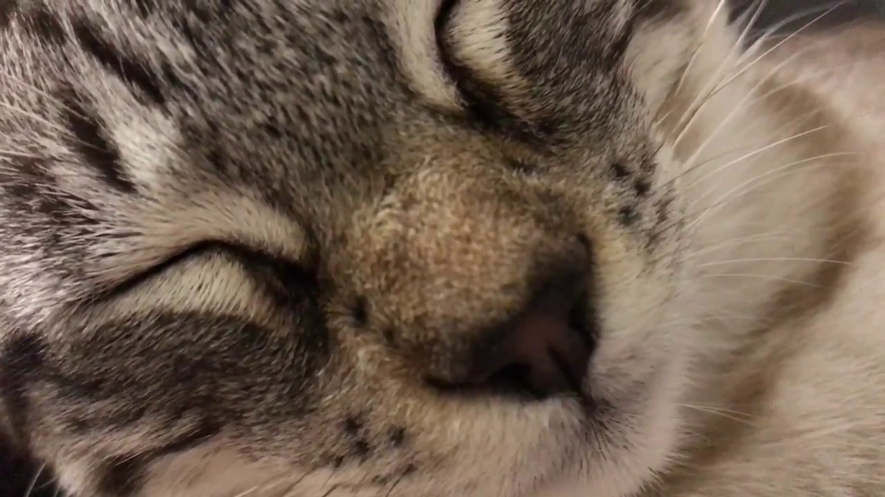 KITTY BREATHING ASMR - YouTube
