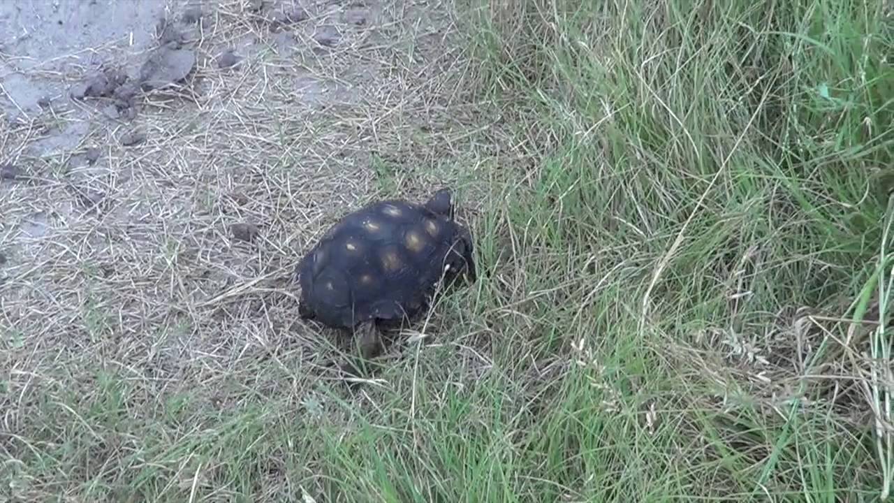 South Texas Tortoise (Gopherus berlandieri) - YouTube
