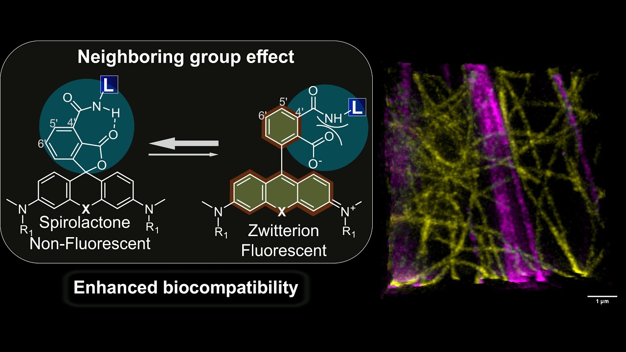 Enhancing the biocompatibility of rhodamine fluorescent probes by a ...