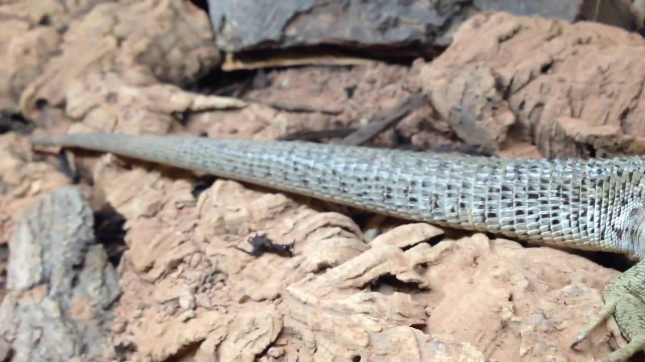 EXO TEACH - European Eyed Lizard - YouTube