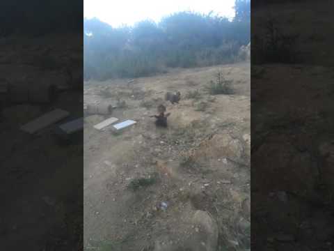 Hint horozu vs Denizli horozu