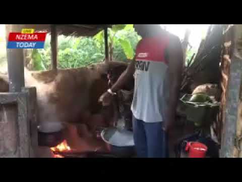 Nzema food how to prepare Nzema delicacy called Bolo part 1 - YouTube