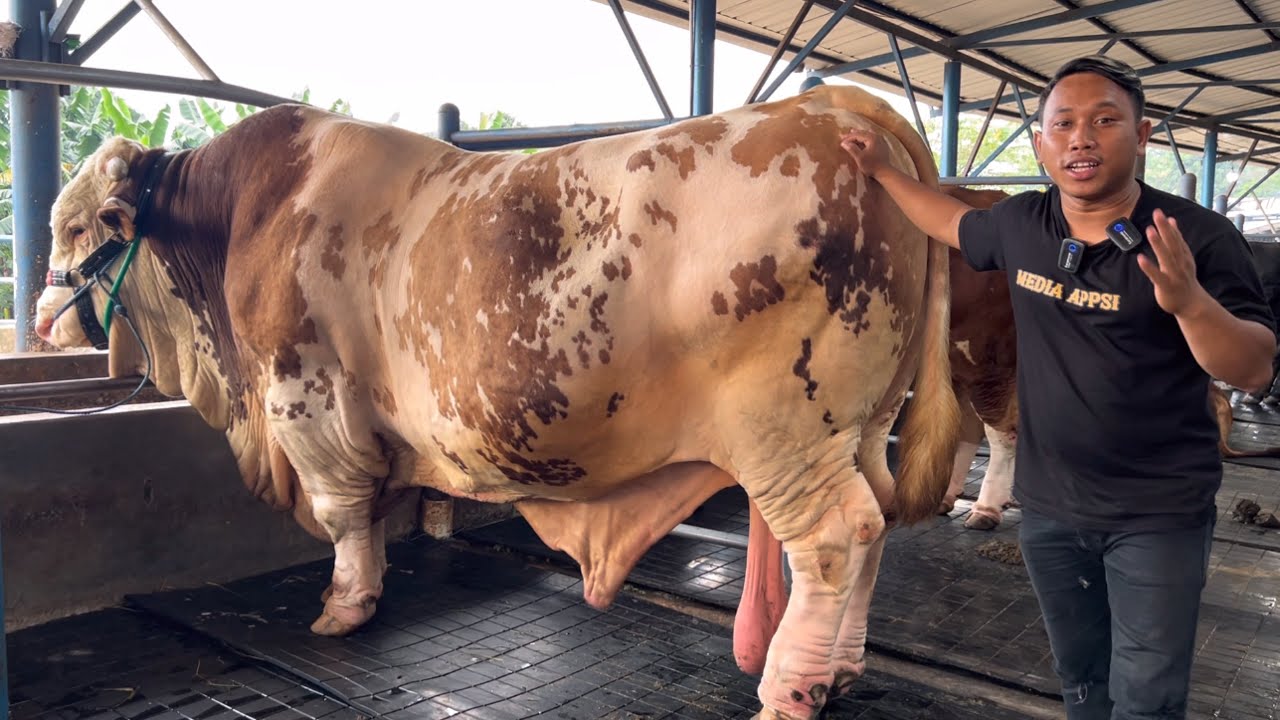 1000 SAPI KURBAN TERBESAR SUMBER TERNAK FARM ROSSI TERJUAL ‼️🔥🔥🔥 - YouTube