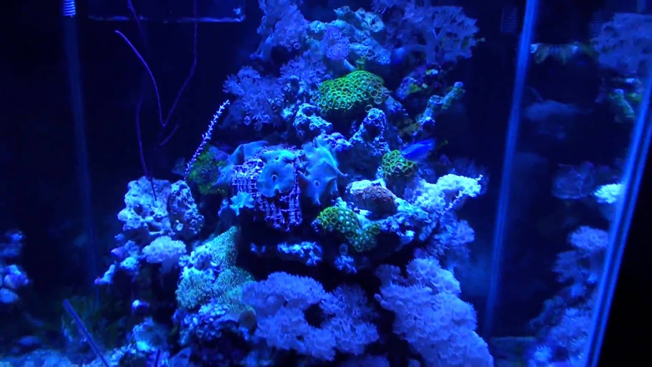 Newly Aquascaped 37g soft coral column reef tank - YouTube