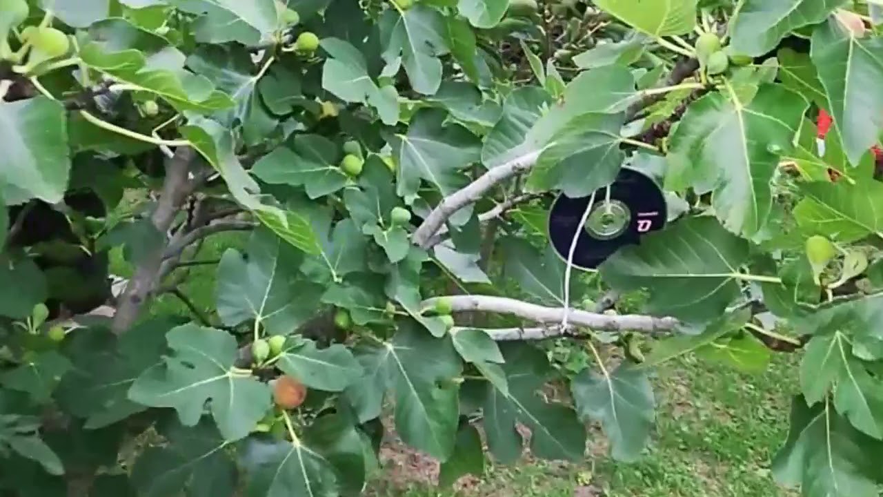 Celeste figs galore - YouTube