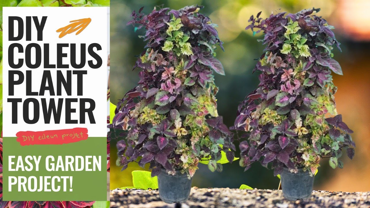 "DIY Coleus Plant Tower: एक आकर्षक और आसान गार्डन प्रोजेक्ट | Step-by ...
