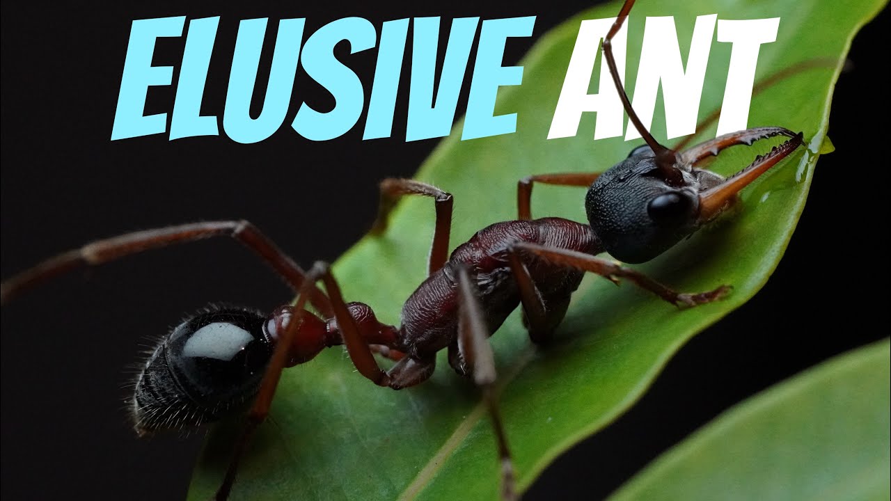 RARE QUEEN showcase - Myrmecia forceps - YouTube
