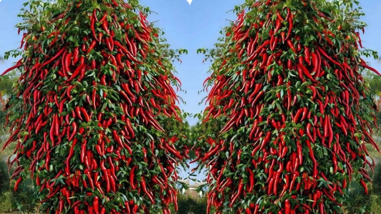 How to Grow Chilli Tree from seeds with Aloe Vera success 100%#garden # ...