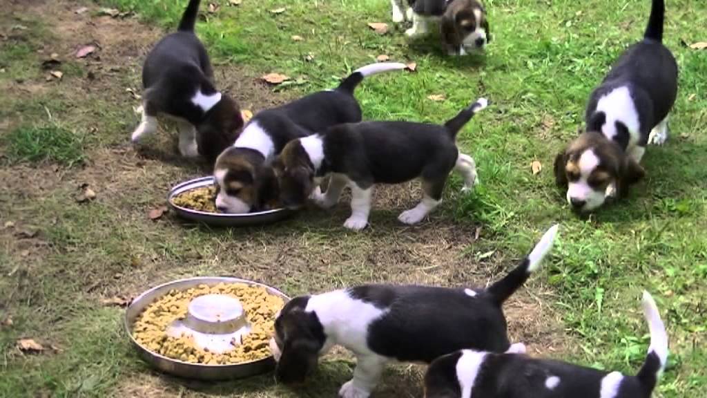 Beagle szczeniaki miot A 6 tygodni / litter A six weeks old - YouTube