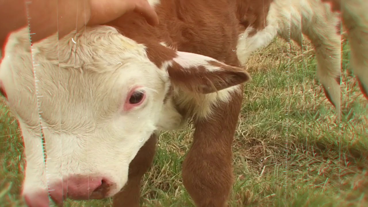 How I bought a PBR bucking bull and it changed my life. - YouTube