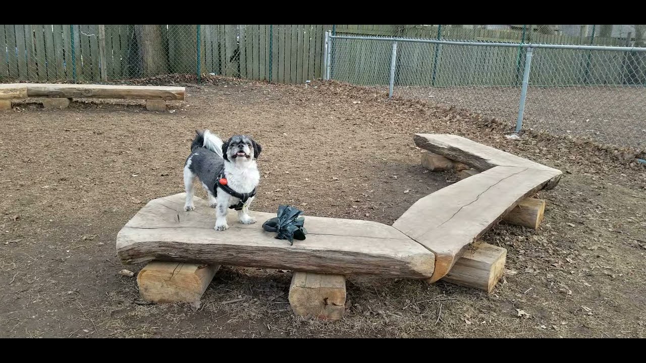 Snoopy's Turn, leash free zone - YouTube