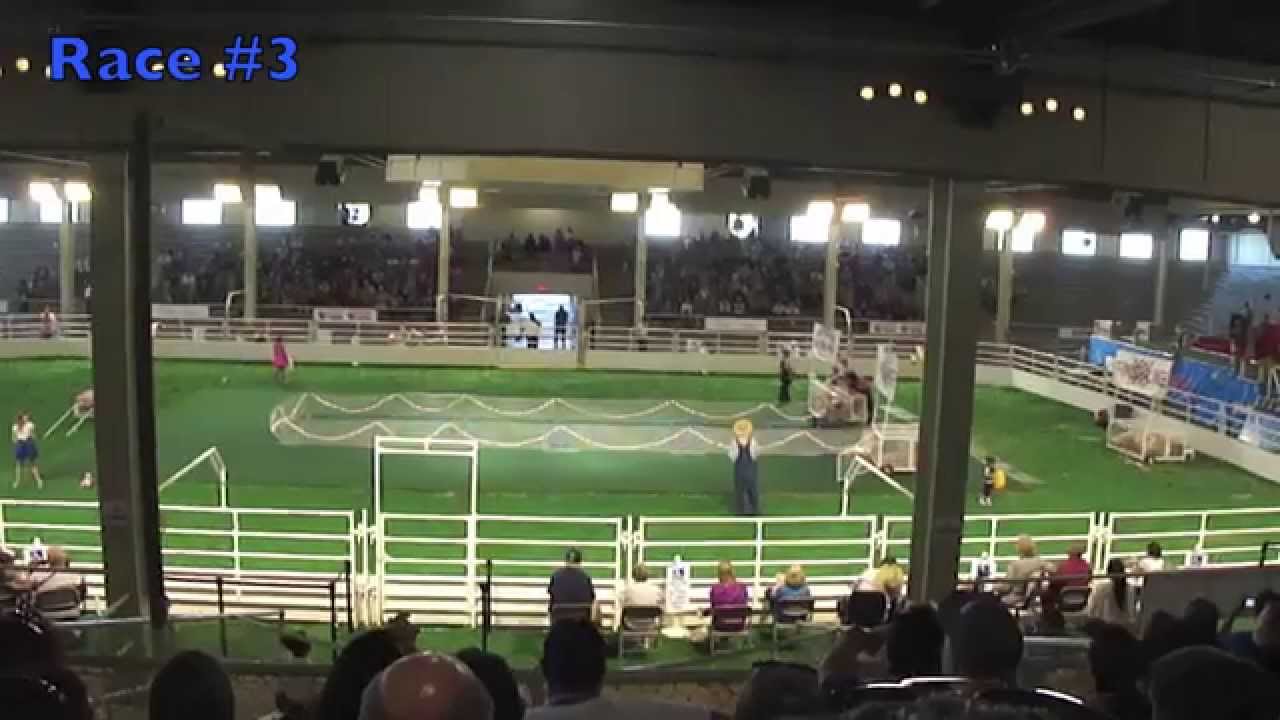 2014 Pig Races ~ Texas State Fair - YouTube