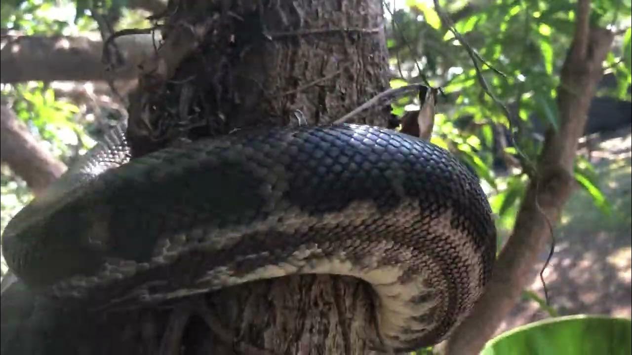 Carpet Python up a Tree Bites the Carmera - YouTube