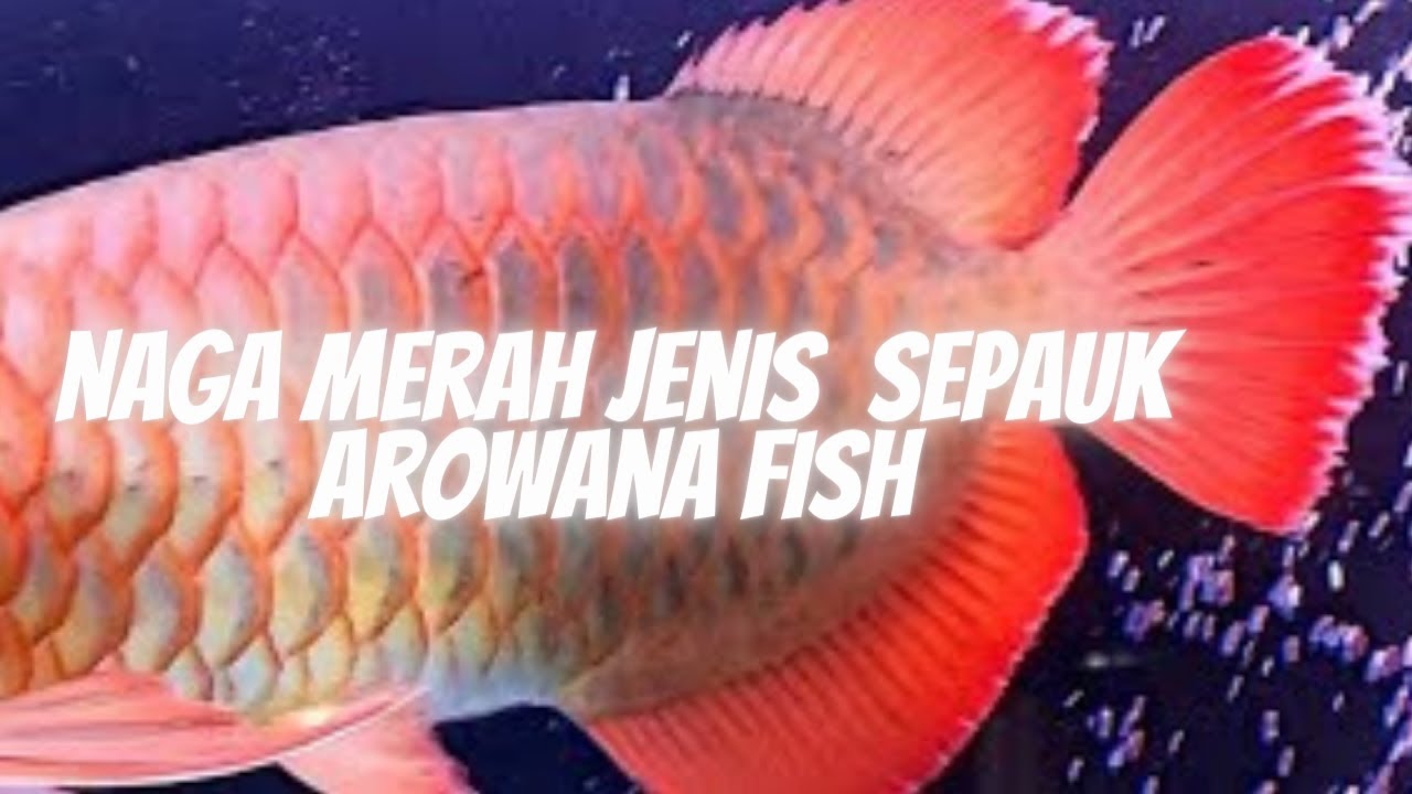 Kenali Super Red Sepauk arowana fish #azhardamia - YouTube