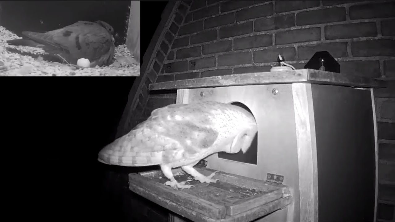 Holenduiven kuikens🐥🐥 (dag 3) *KERKUIL😮GEVAAR⚠* 25-02-2025 - YouTube