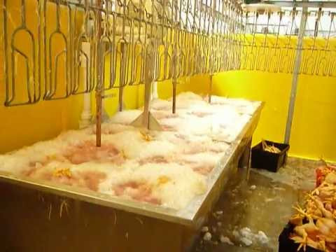 Industrias MAC. Enfriado del Pollo en Chiller de Acuerdo a NORMA - YouTube
