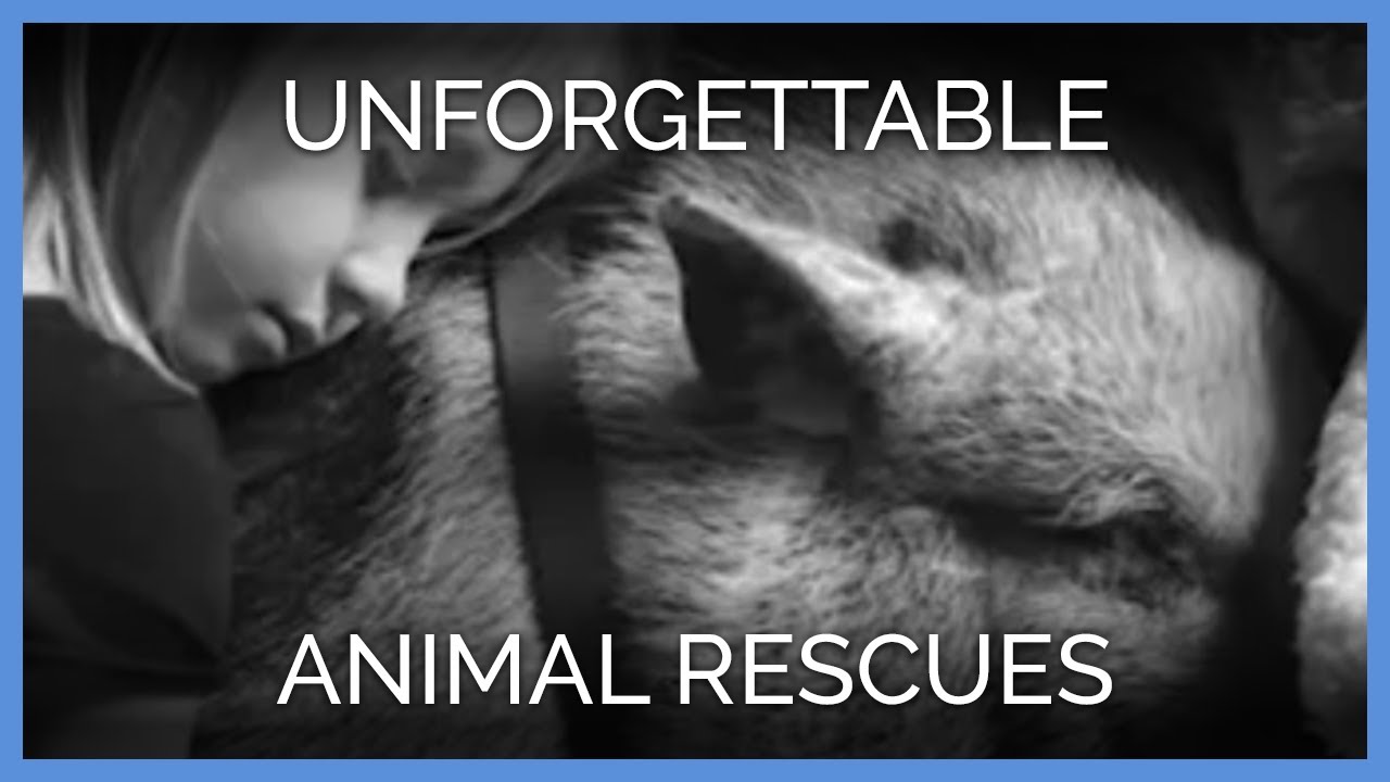 Amazing Animal Rescues That We'll Never Forget - YouTube