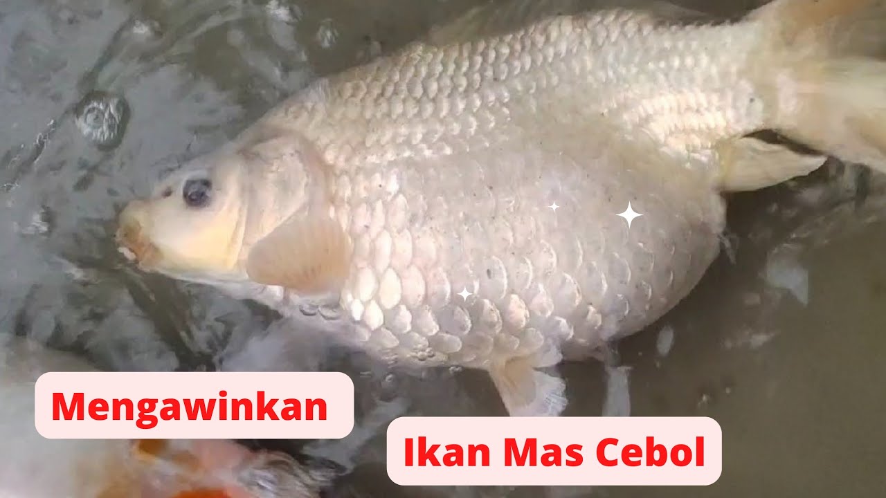 cara memijahkan ikan mas mini. Kecil2perutnya sudah gede - YouTube