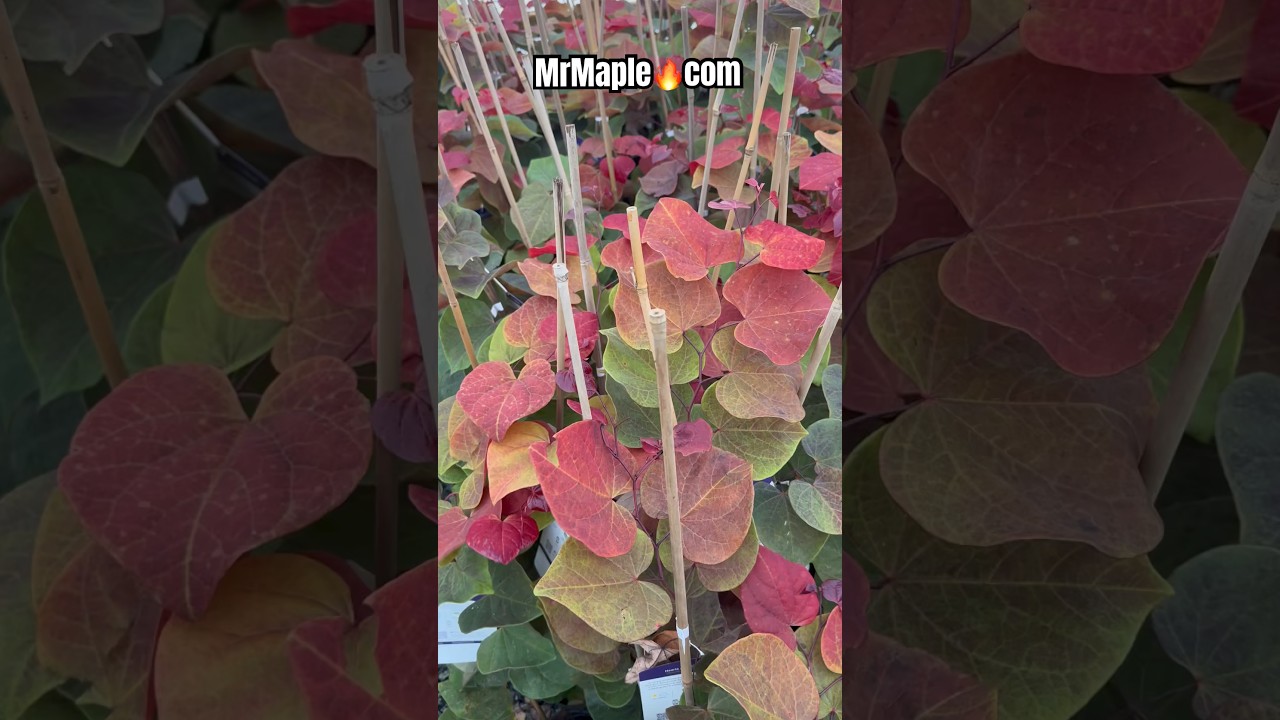 Cercis canadensis 'Hearts A'Fire' Redbud shop 👉🏼 MrMaple.com Rare ...