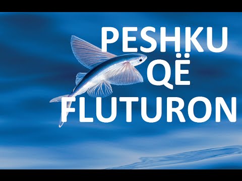Peshqit që Fluturojnë - YouTube