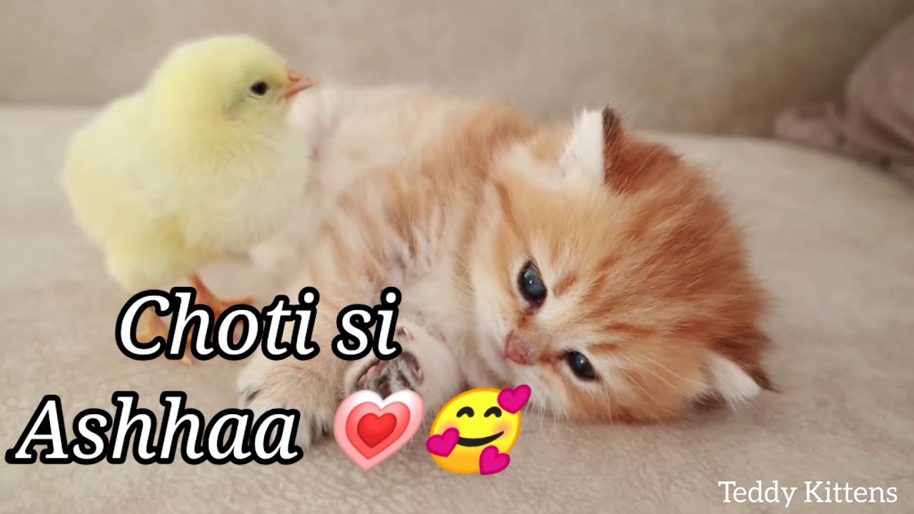 Choti si asha ! Lyrics - YouTube