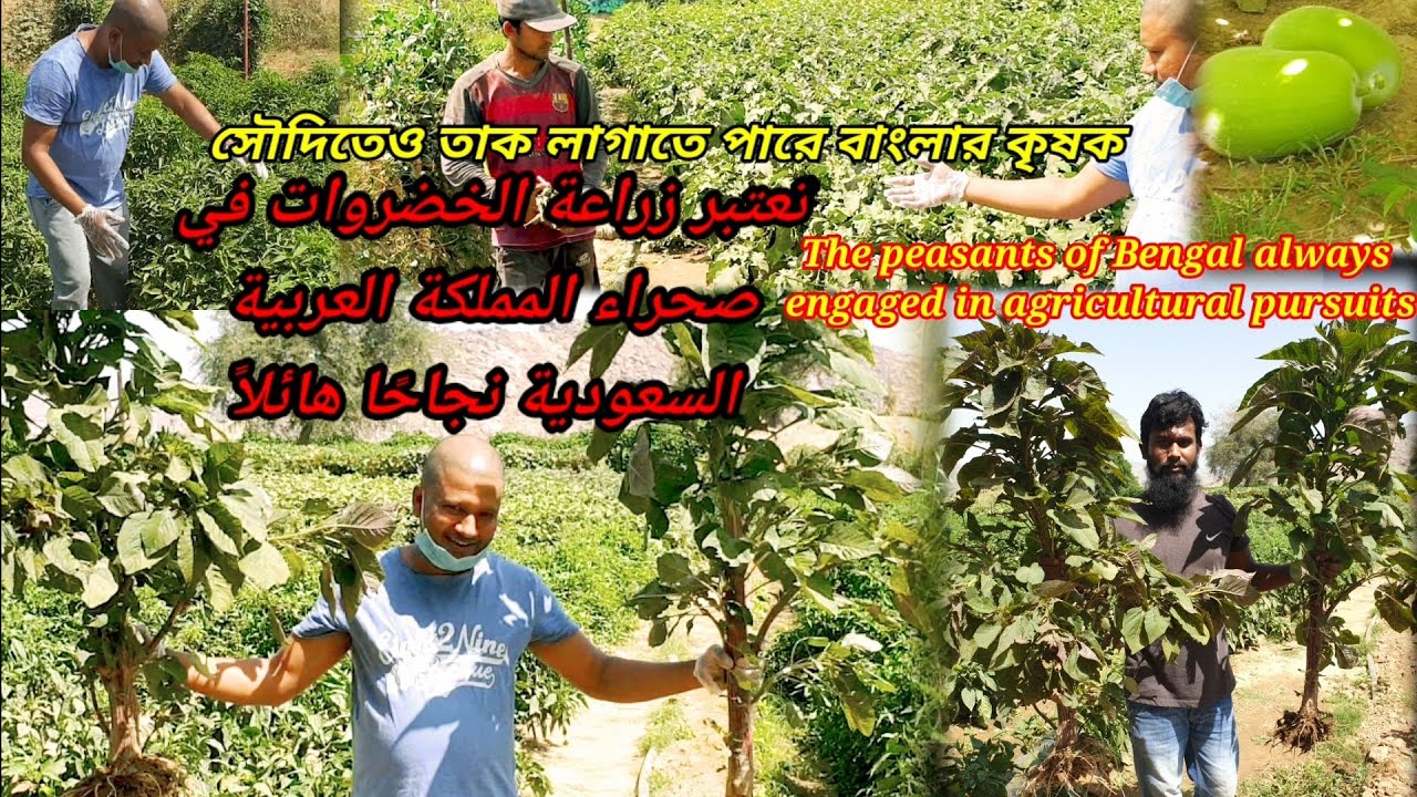 Vegetable farming in the Saudi Arabian desert has incredible yields ...