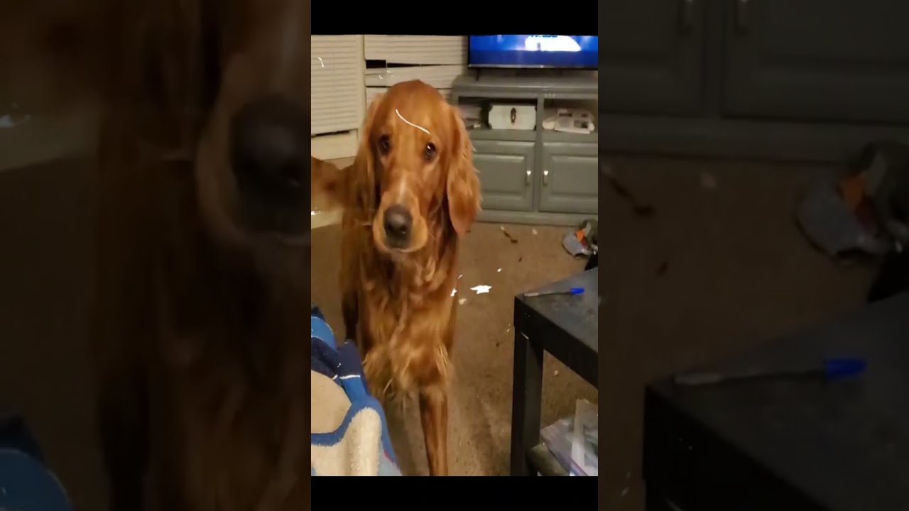 Irish setter dogs doing funny acts #shorts #Irishsetter - YouTube