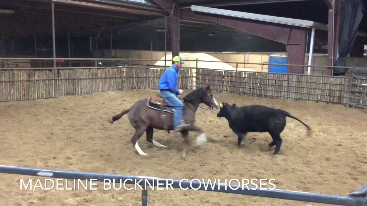 Madeline Buckner Cow Horses - YouTube