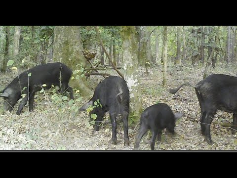 Craziest Wild Hog Hunting EVER! Part 11 - Swamp Hogs!!! - YouTube