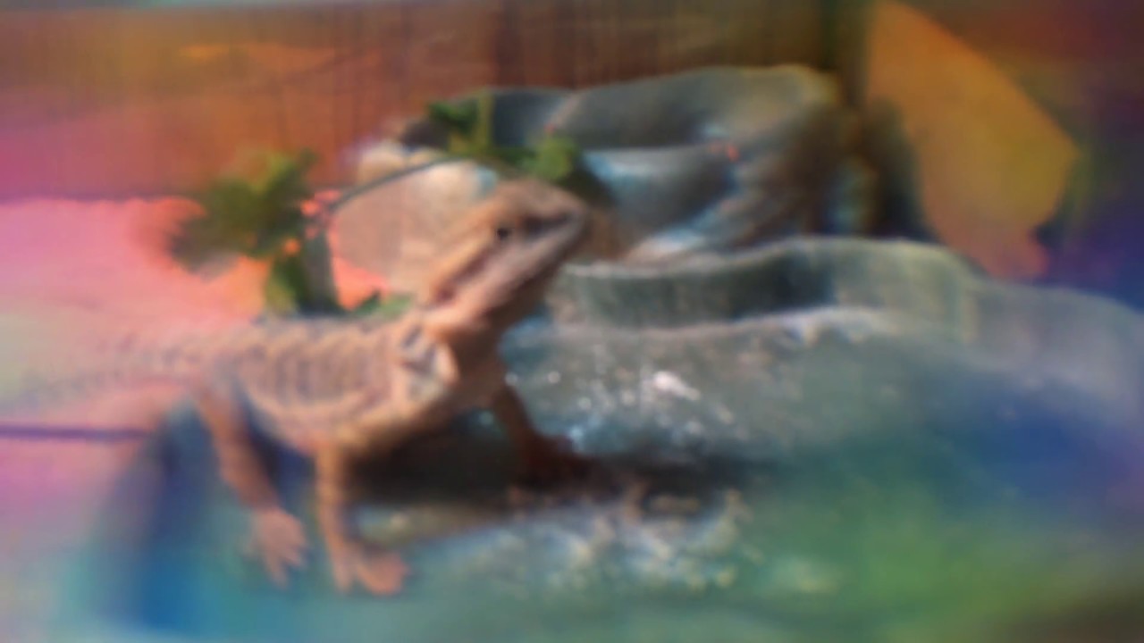 Baby bearded dragon eating (sad) - YouTube