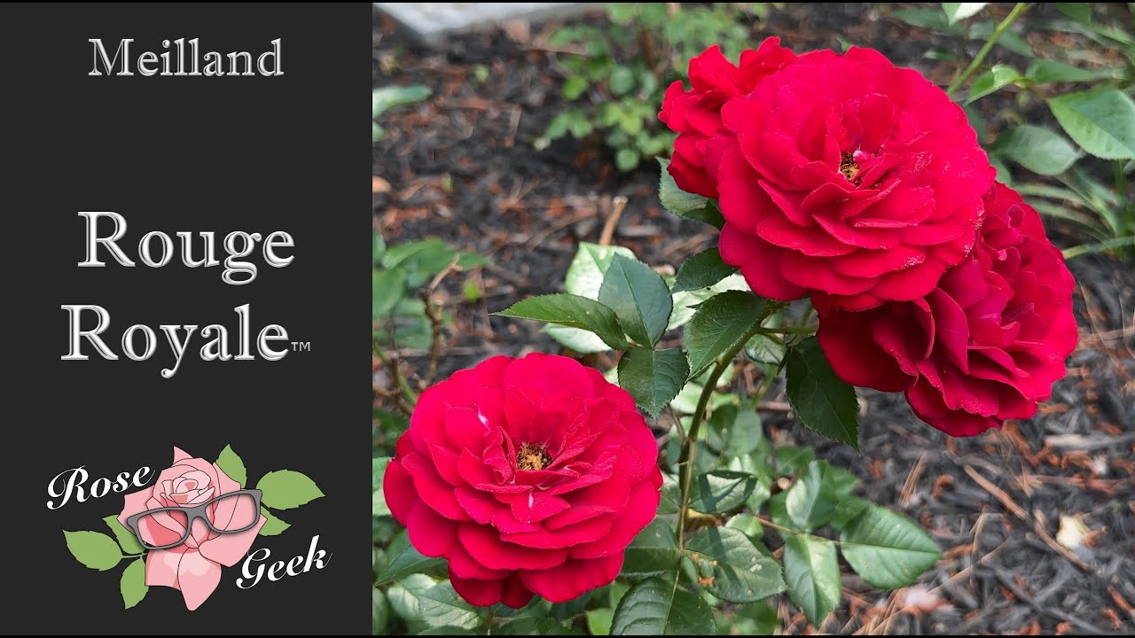 🌹Rouge Royale™ Rose/ 'Meikarouz' in 4k/ Gardening in zone 8a / Black ...