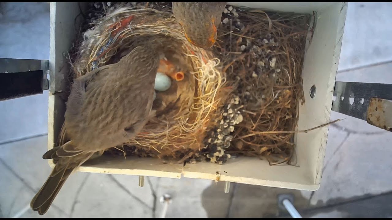 Birdwatch (15) - A finches nest from egg laying to fledgling - YouTube