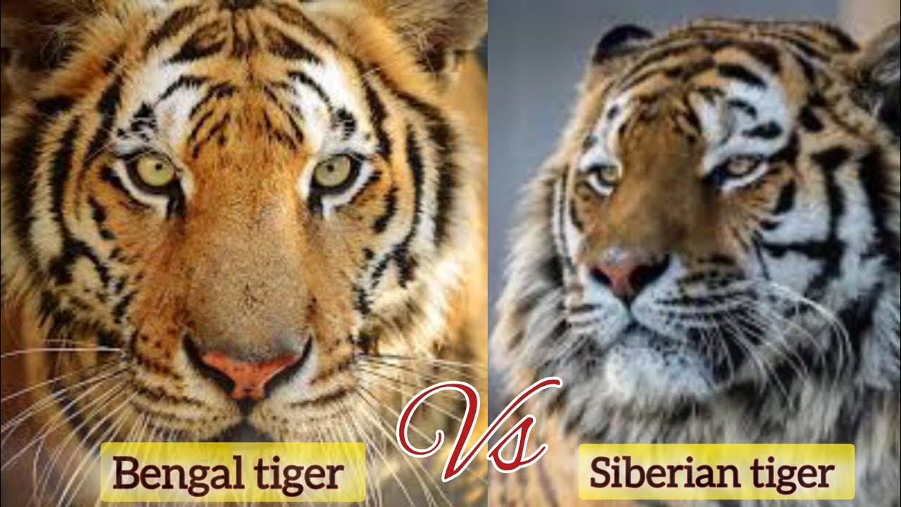 Bengal Tiger Vs Siberian Tiger: Size and Strength 🐯🦁😈#strongest #tiger ...