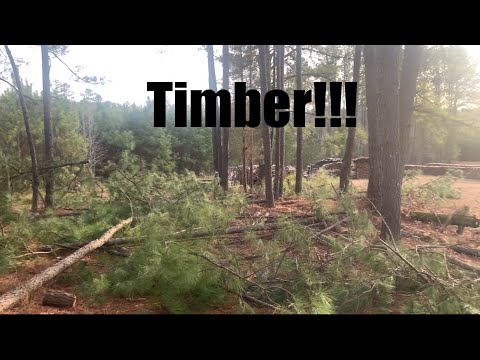 Thinning Out Trees Around The Woodyard #stihl #forestry #woods # ...