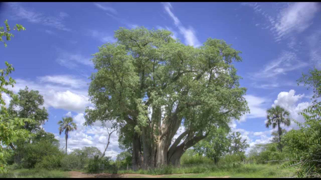 Baobab Tree, Victoria Falls, Zimbabwe - Aerial footage - YouTube