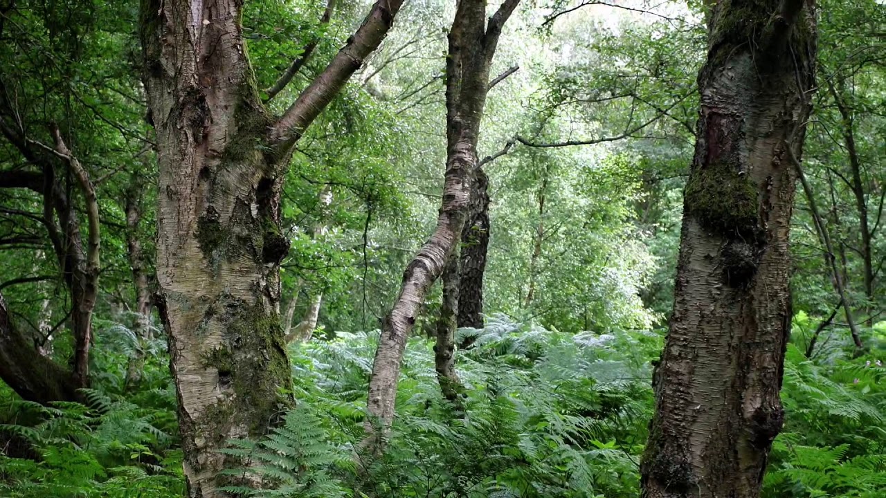 Cong Burn Woods, Chester Le Street, Co. Durham. - YouTube