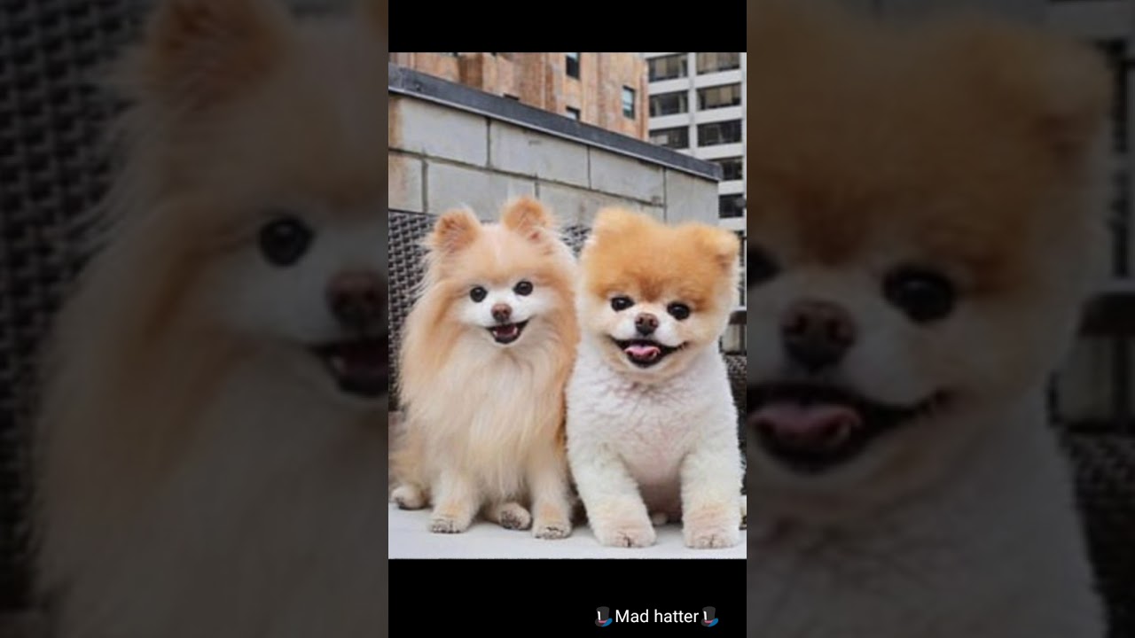 CUTEST POMERANIANS EVER - YouTube