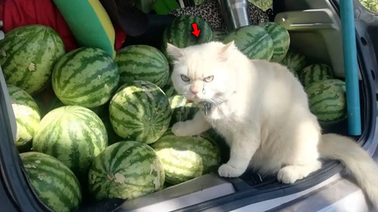 Cat instead of Watermelon Retired Military Man Buys Cat Back from ...