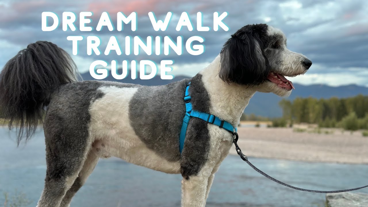 DreamWalk Training Video Youtube - YouTube