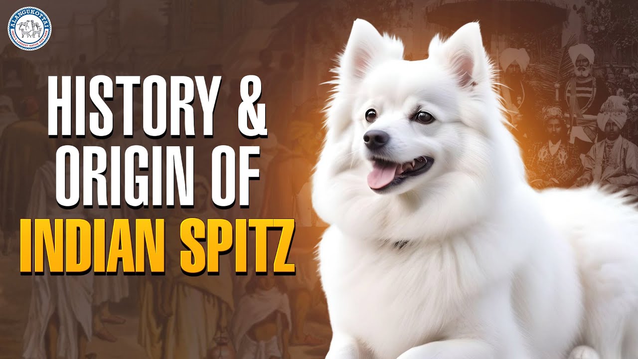 History & Origin of Indian Spitz | இந்தியன் ஸ்பிட்ஸ் | Alangu Dog Farm ...