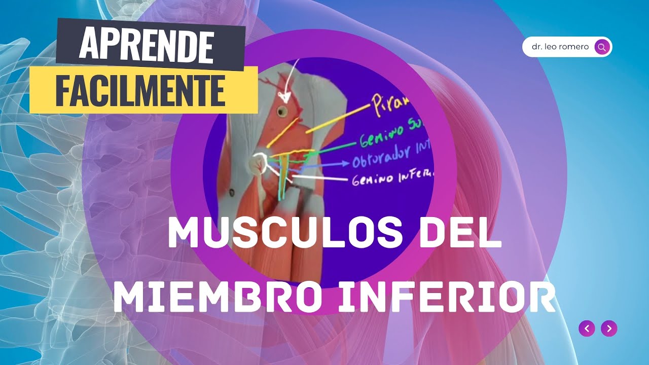 APRENDE FACILMENTE ANATOMIA : MUSCULO DEL MIEMBRO INFERIOR - YouTube