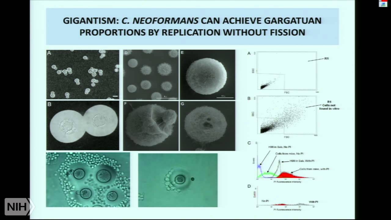 Insights into Microbial Pathogenesis and Immunology from Cryptococcus ...